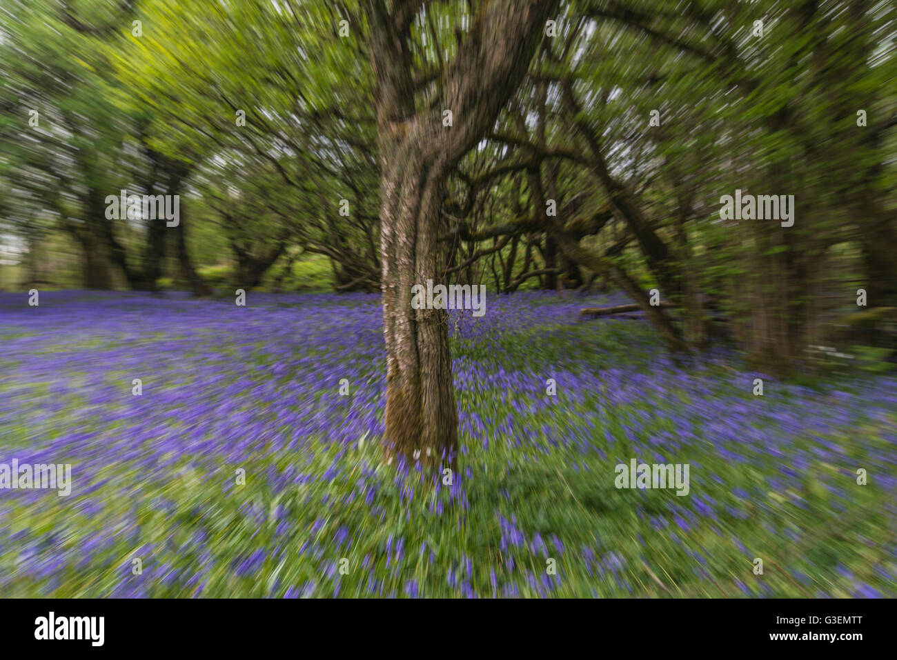 Bluebell Star Burst Stock Photo - Alamy