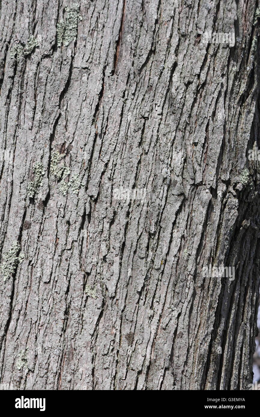Thick bark on the trunk of an old tree Stock Photo - Alamy