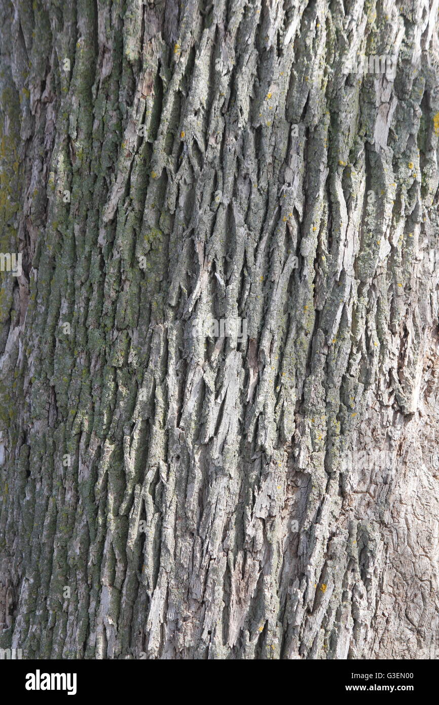 Thick bark hi-res stock photography and images - Alamy