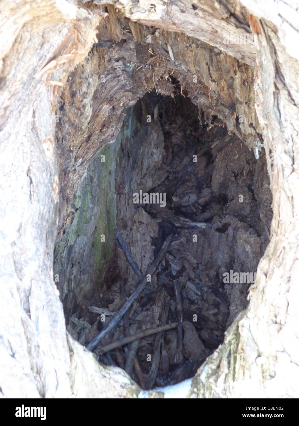 Large natural hole in the trunk of a large tree Stock Photo - Alamy