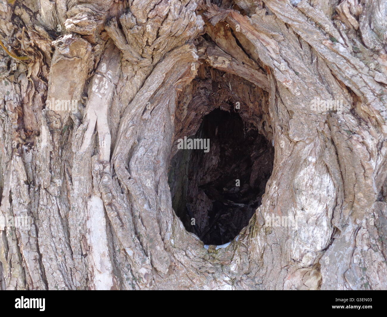 Large natural hole in the trunk of a large tree Stock Photo - Alamy