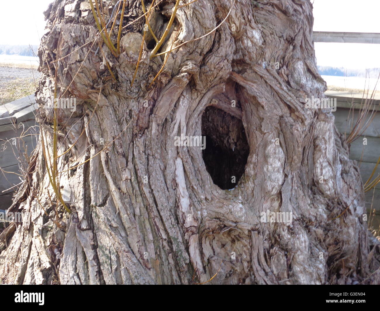 Hole In Tree Trunk Stock Photos & Hole In Tree Trunk Stock Images - Alamy