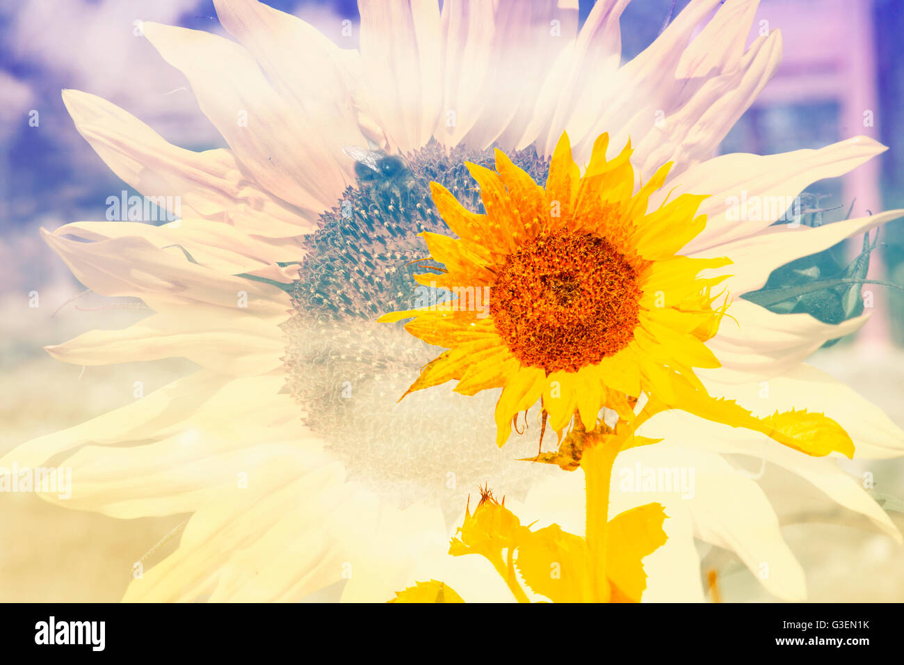 Multiple sunflowers hi-res stock photography and images - Alamy