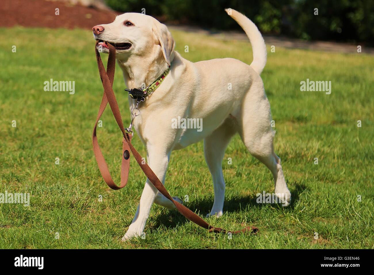 Lab walk hi-res stock photography and images - Alamy