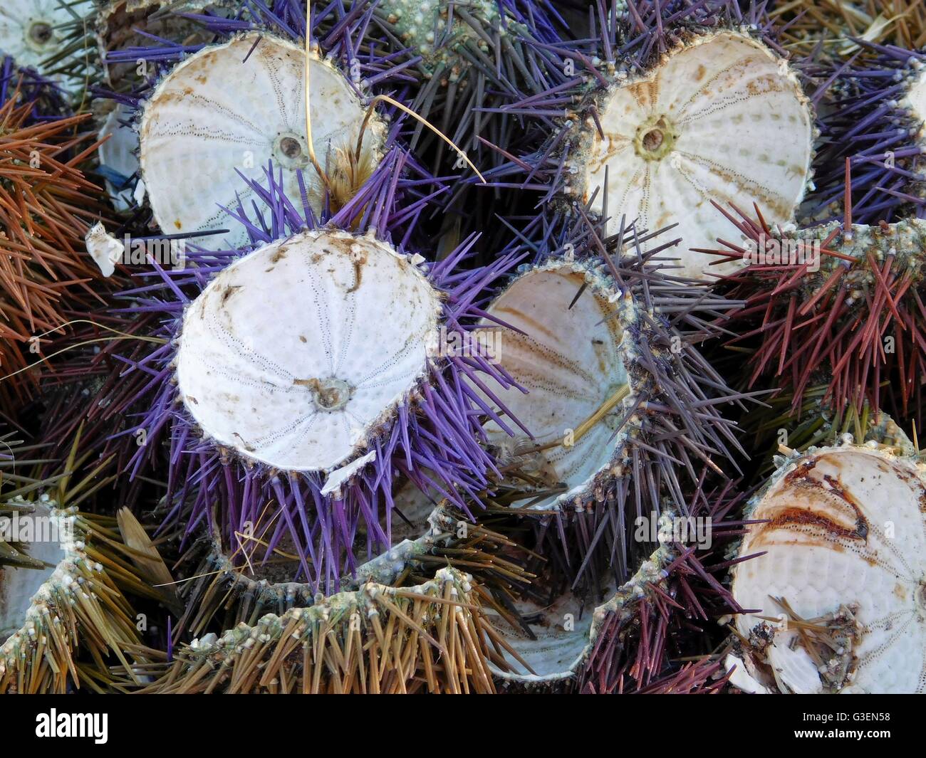 Uni fresh sea urchin fish hi-res stock photography and images - Alamy