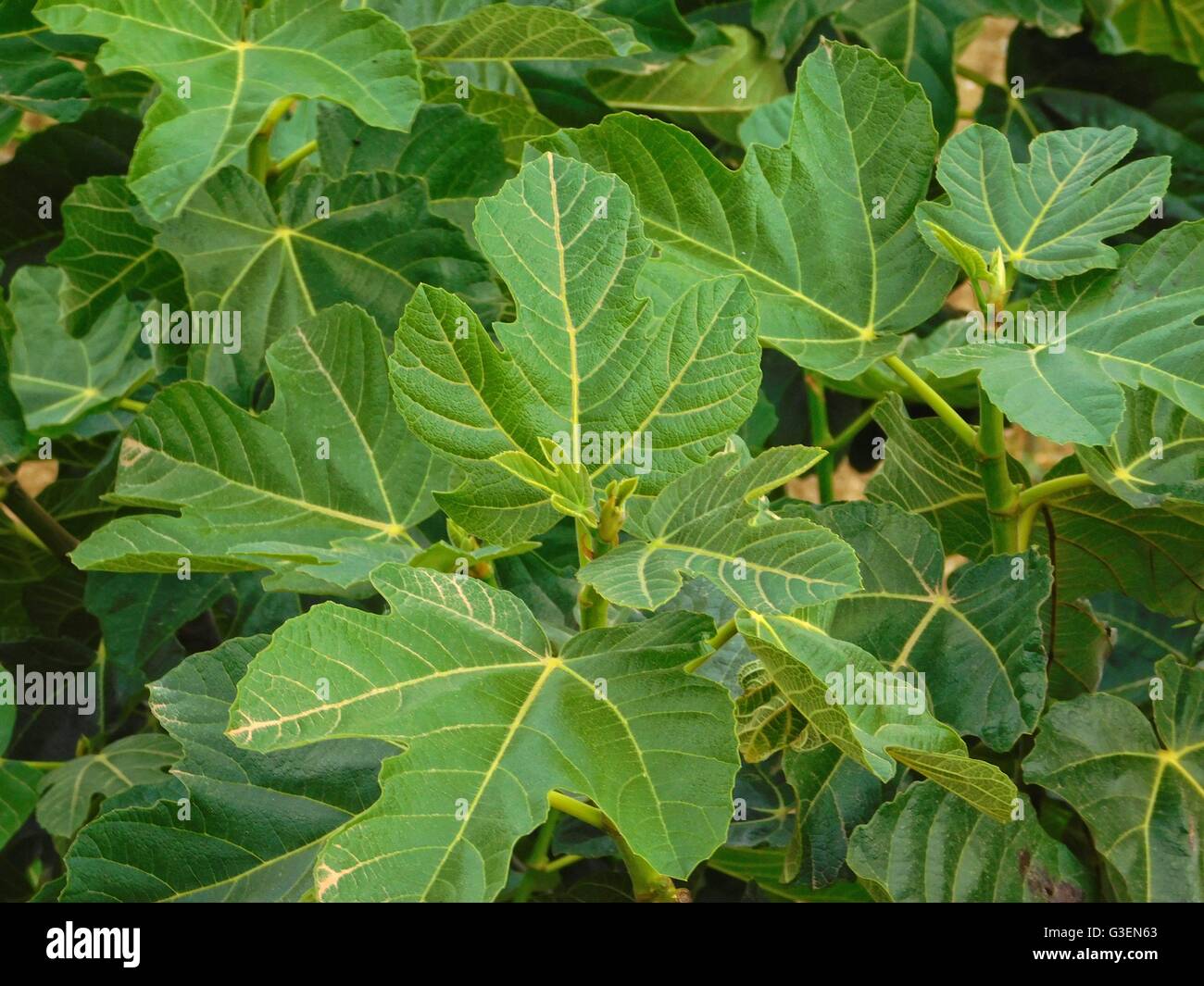 texture of leaves Stock Photo - Alamy