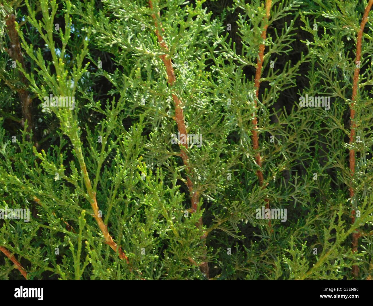texture of leaves Stock Photo - Alamy
