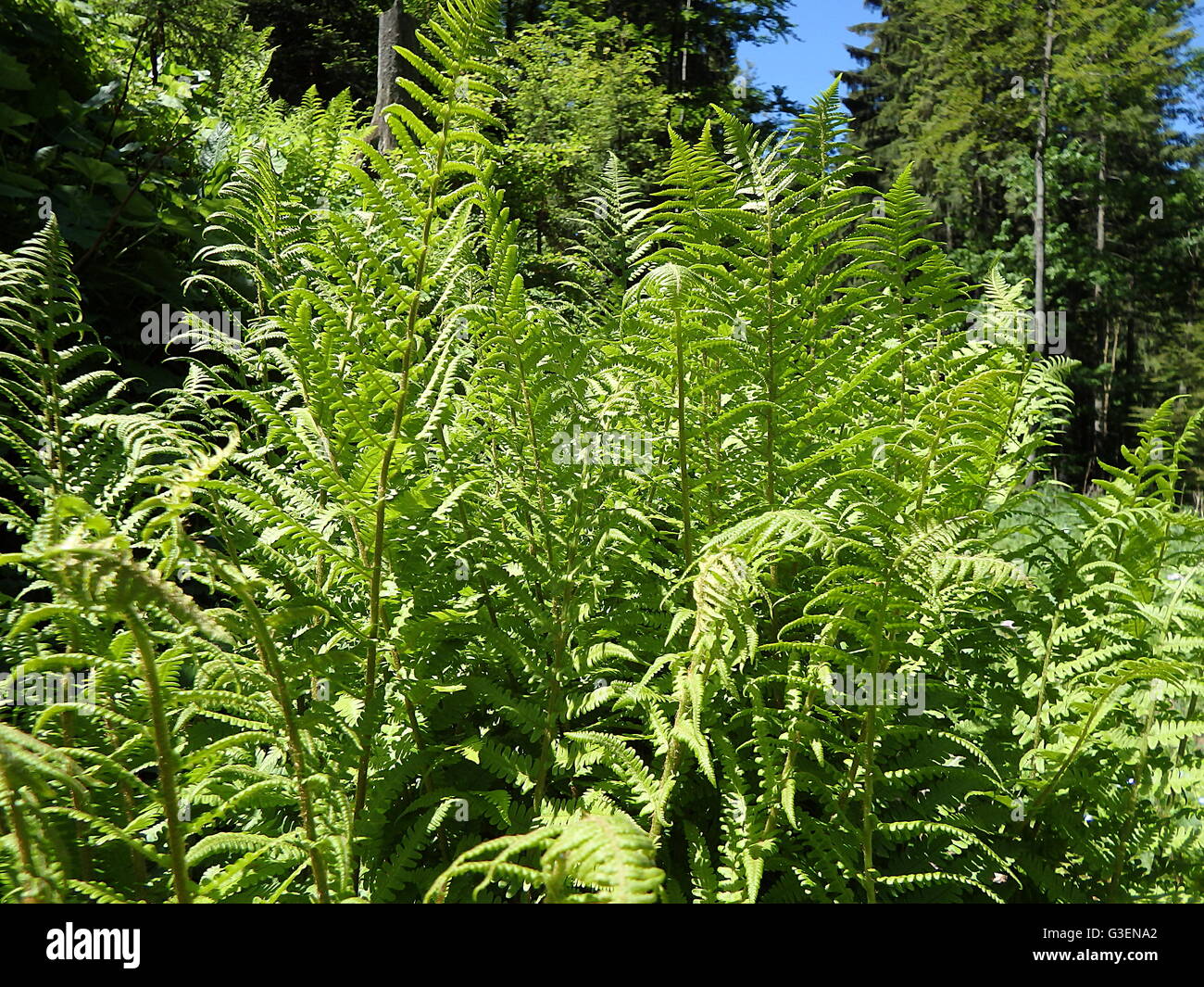 fern , Green fresh fern,fern background Stock Photo - Alamy