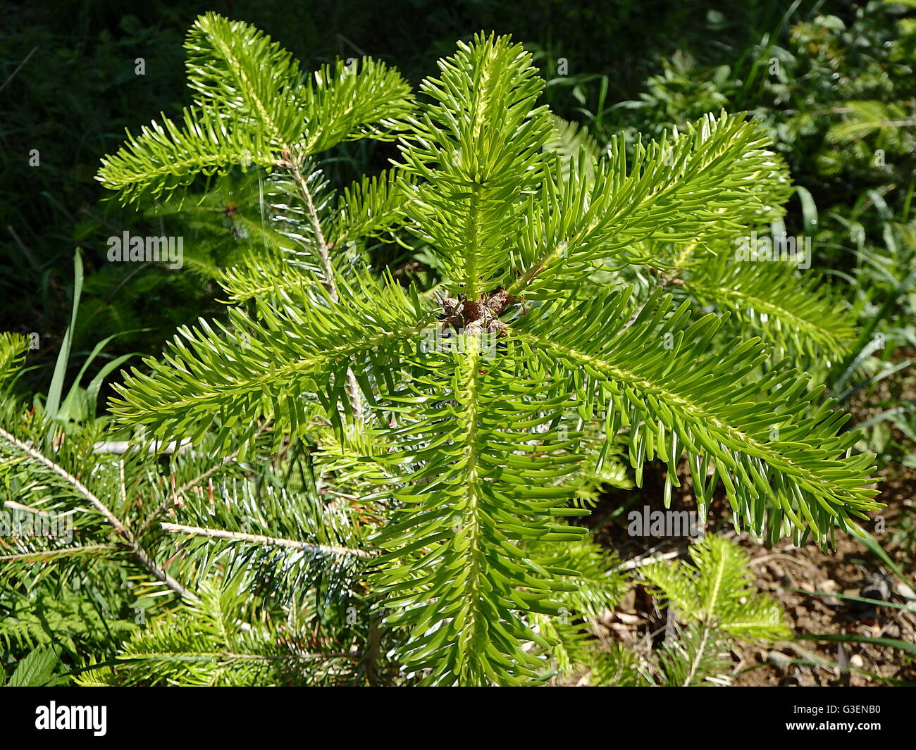 green background from fir-tree branches, fir twig Stock Photo - Alamy