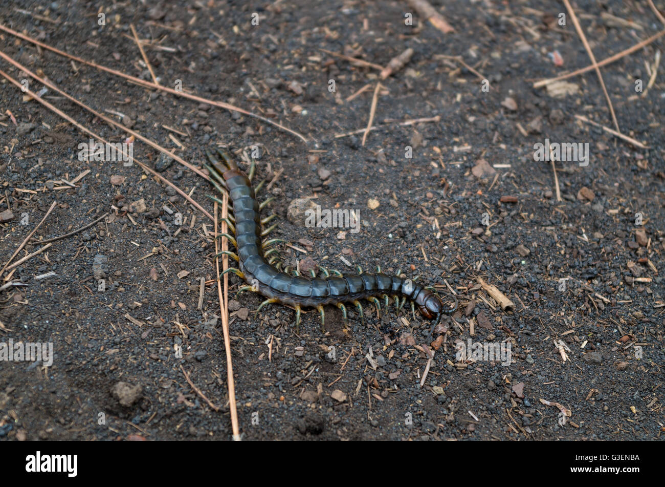 Orange and black centipede hi-res stock photography and images - Alamy