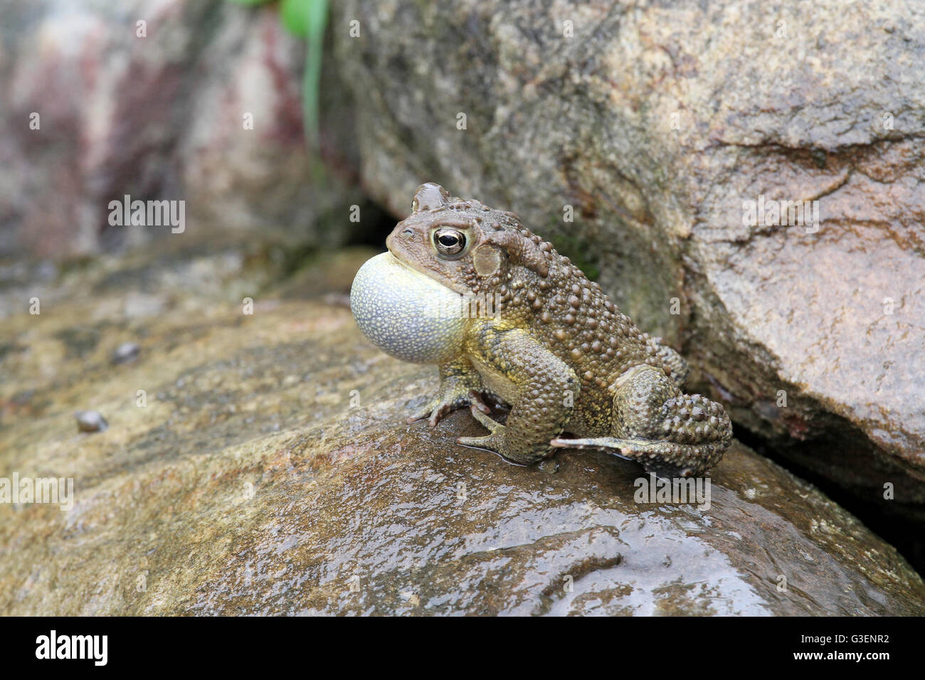 American toad at backyard pond Stock Photo - Alamy