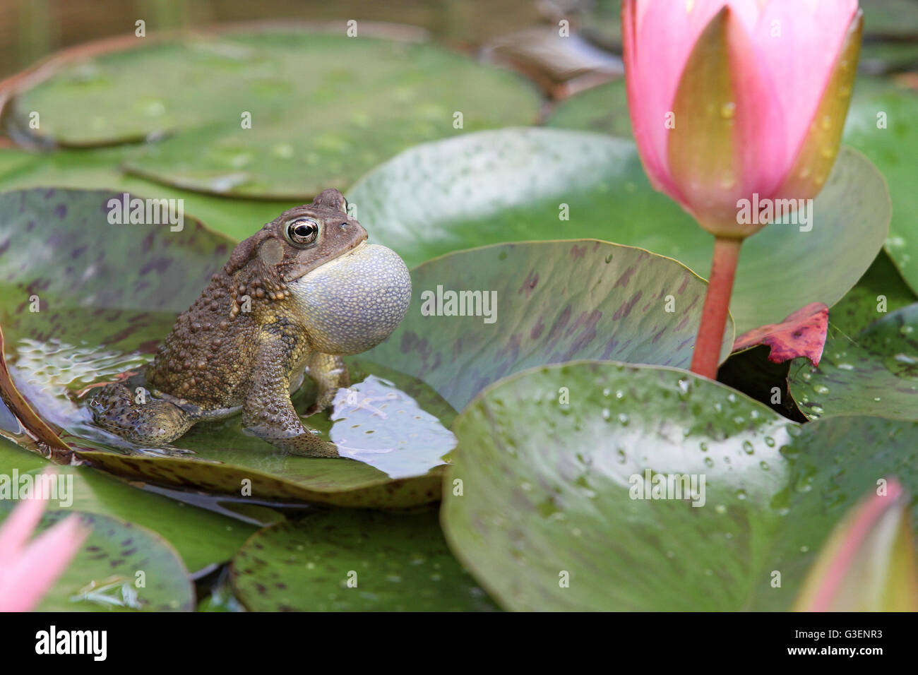 American toad in backyard pond Stock Photo - Alamy