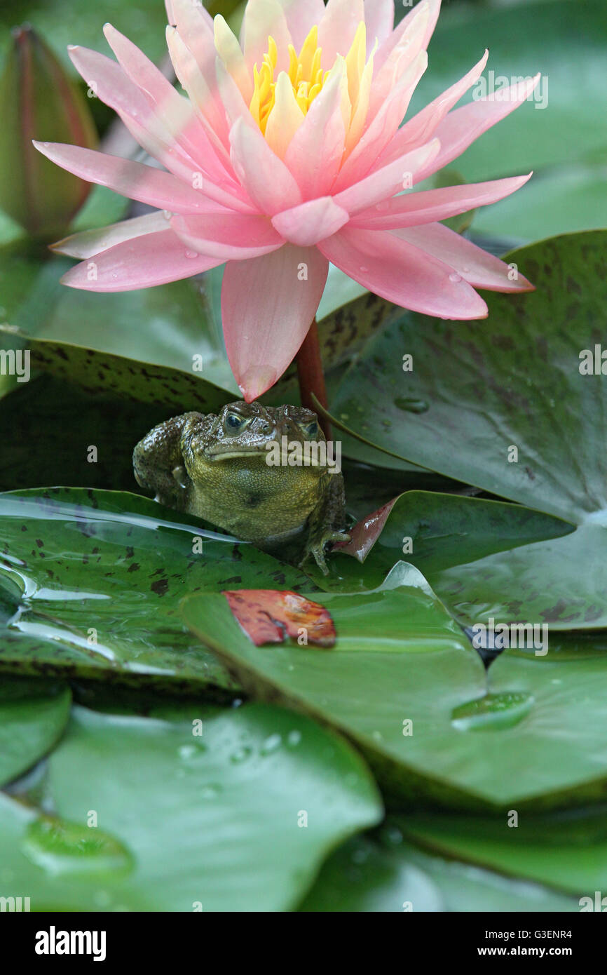 American toad in backyard pond Stock Photo - Alamy