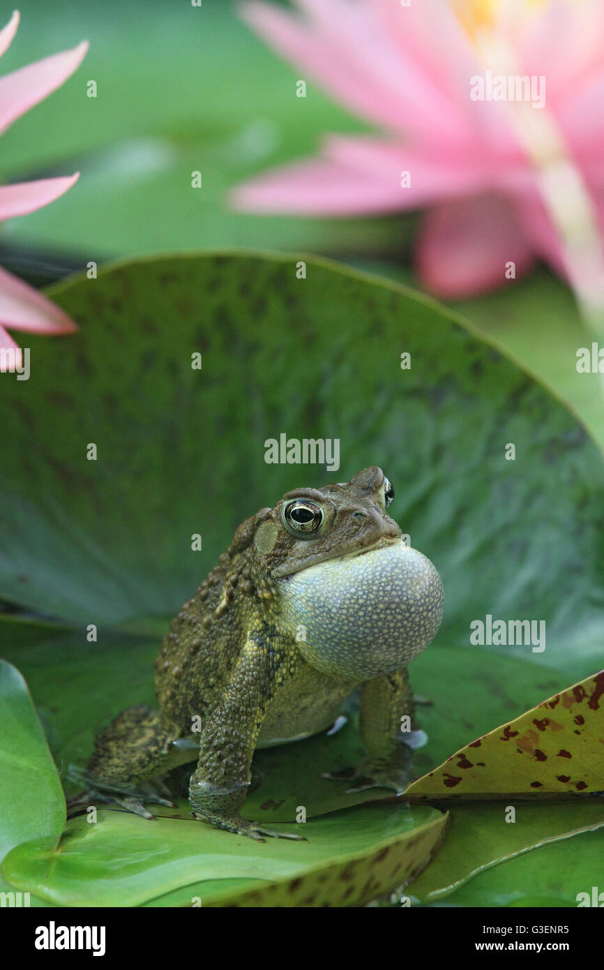 American toad in backyard pond Stock Photo - Alamy