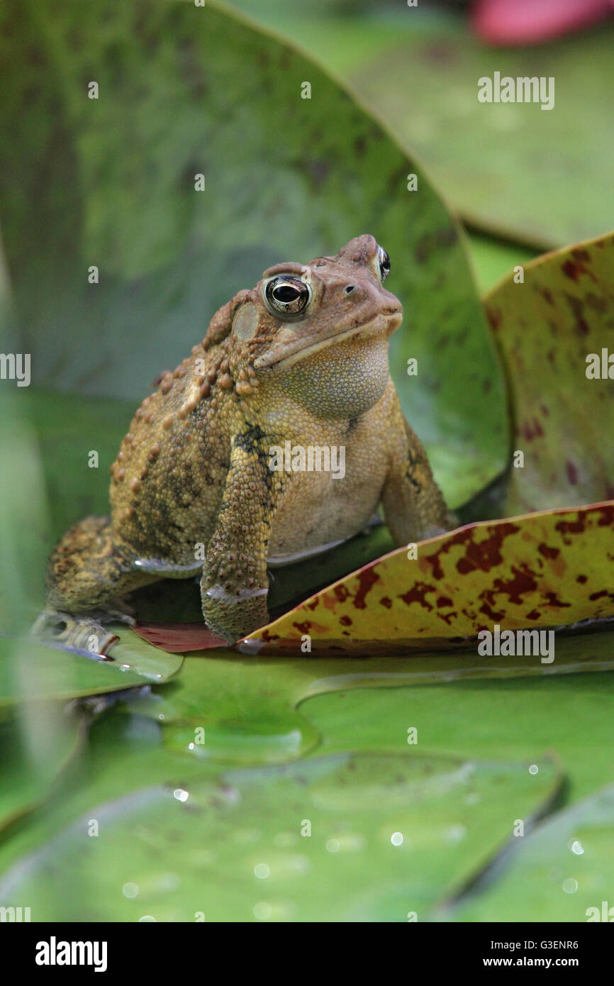 American toad in backyard pond Stock Photo - Alamy