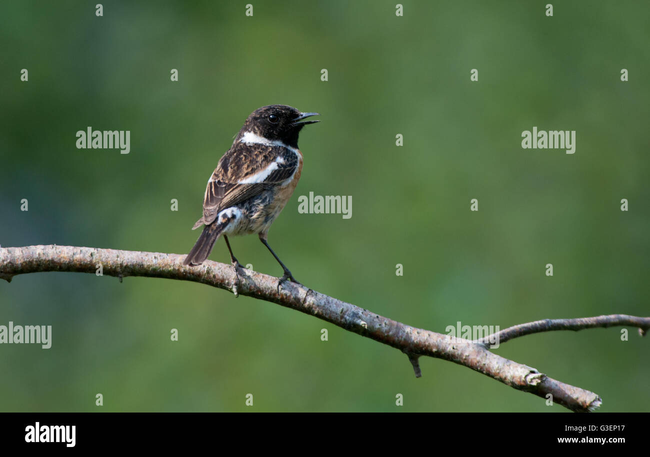 Male Stonechat-Saxicola torquata in song. Spring. Uk Stock Photo - Alamy