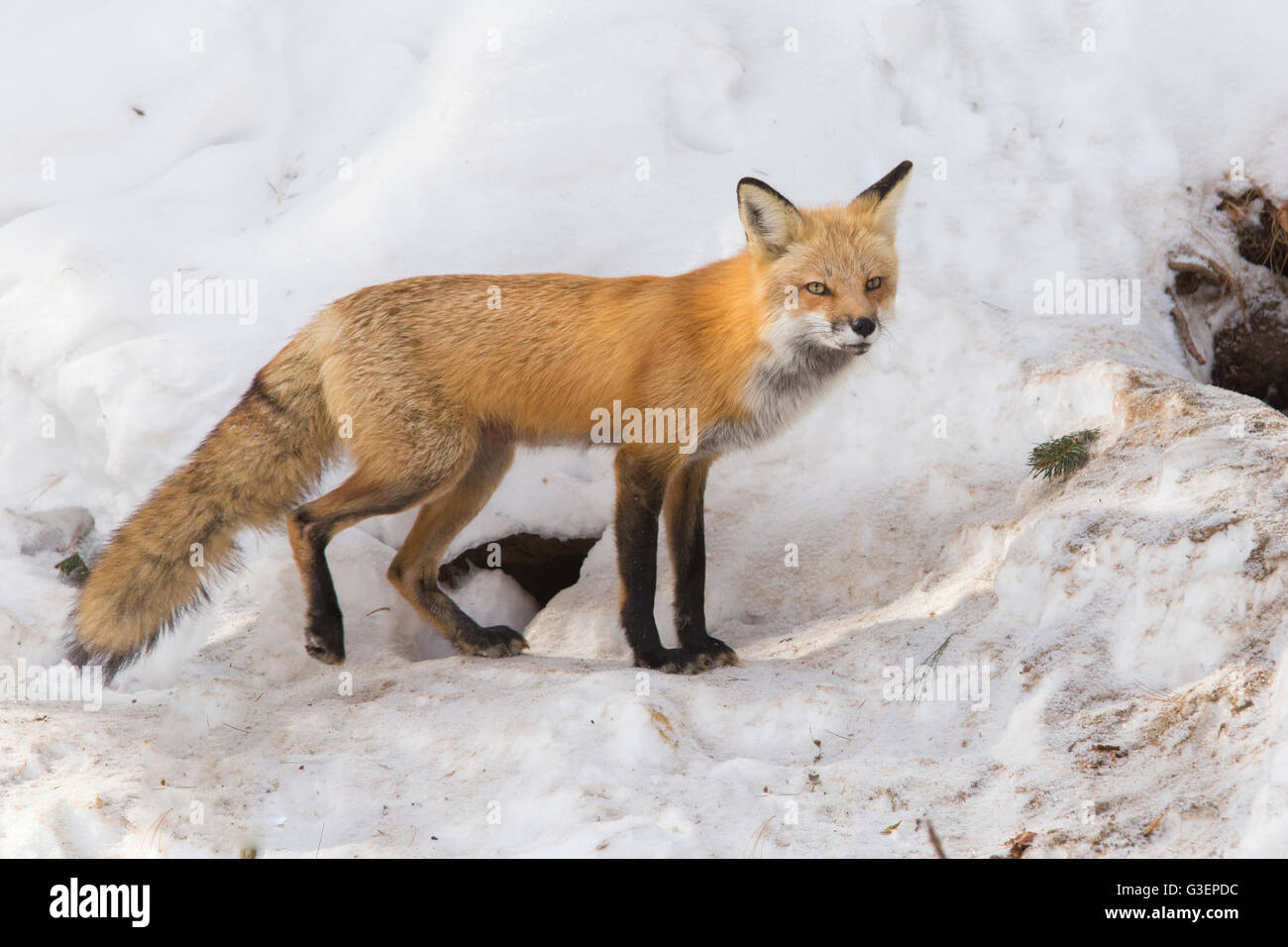 Beautiful female red fox in winter at den Stock Photo - Alamy