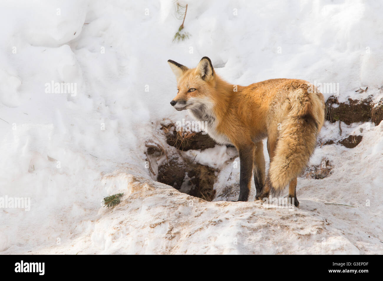 Red fox sleeping in snow hi-res stock photography and images - Alamy