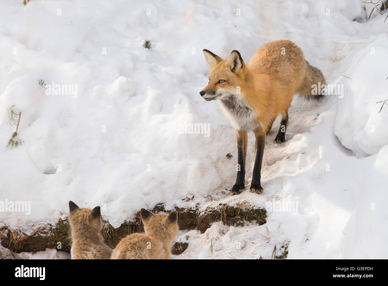 Beautiful female red fox in winter at den Stock Photo - Alamy