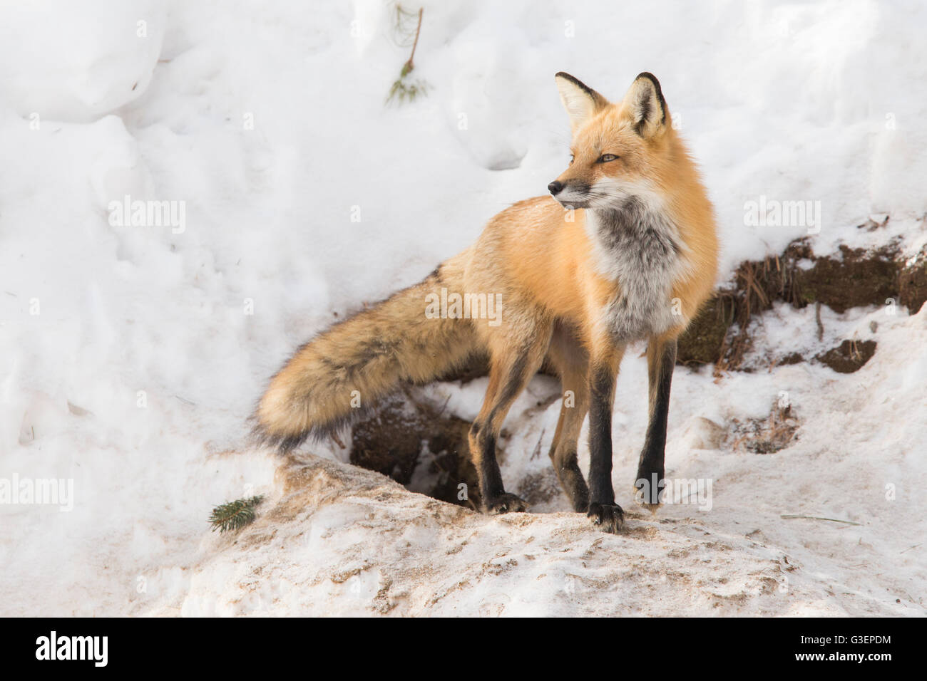 Beautiful female red fox in winter at den Stock Photo - Alamy