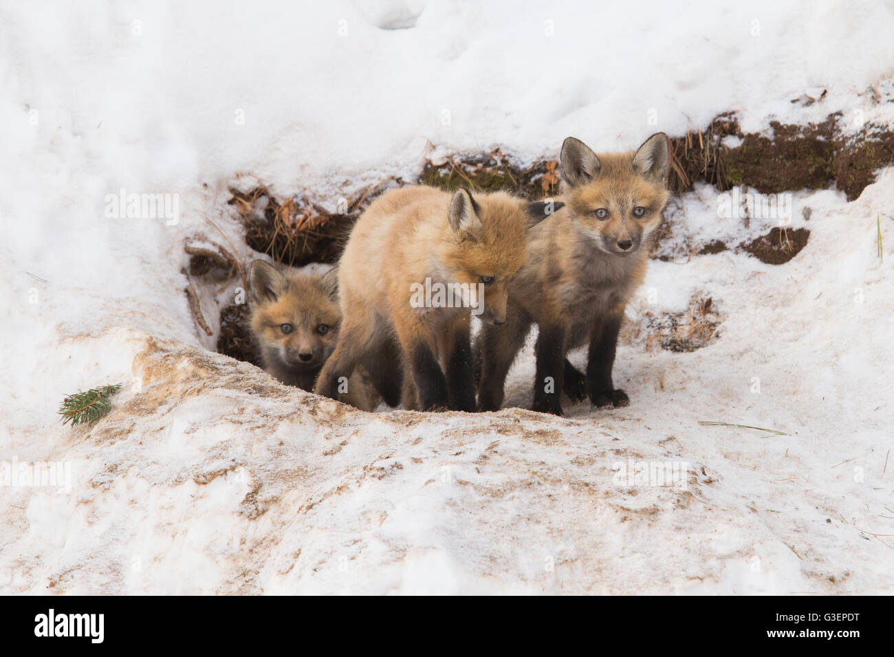 Red fox family in winter at den Stock Photo - Alamy
