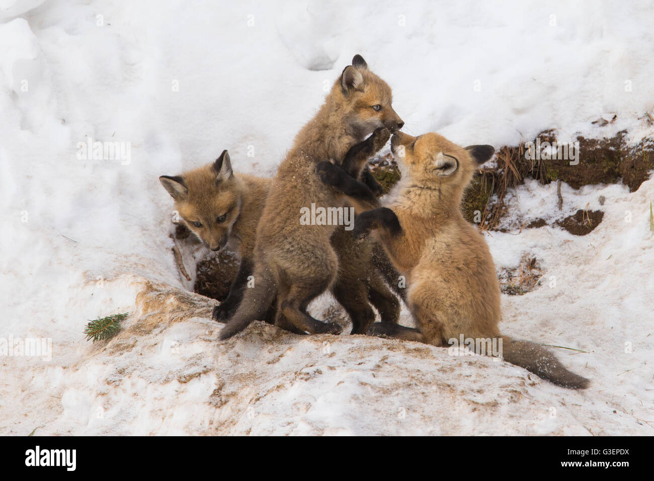Red fox family in winter at den Stock Photo - Alamy
