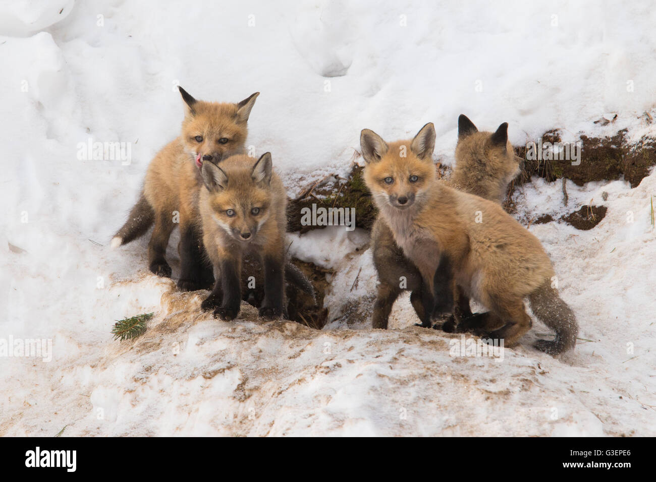 Red Fox Family