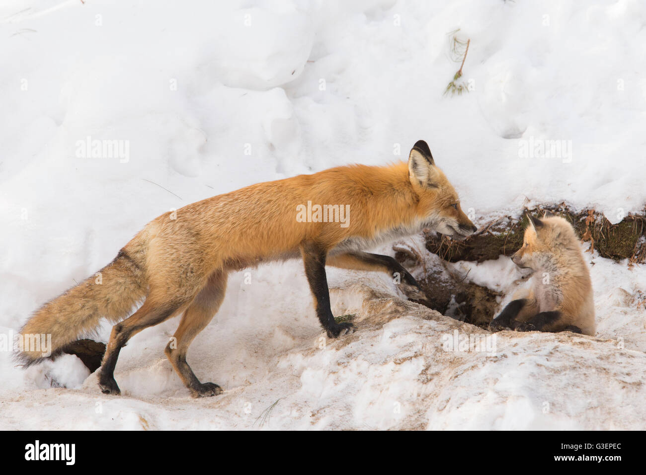 Beautiful female red fox in winter at den Stock Photo - Alamy