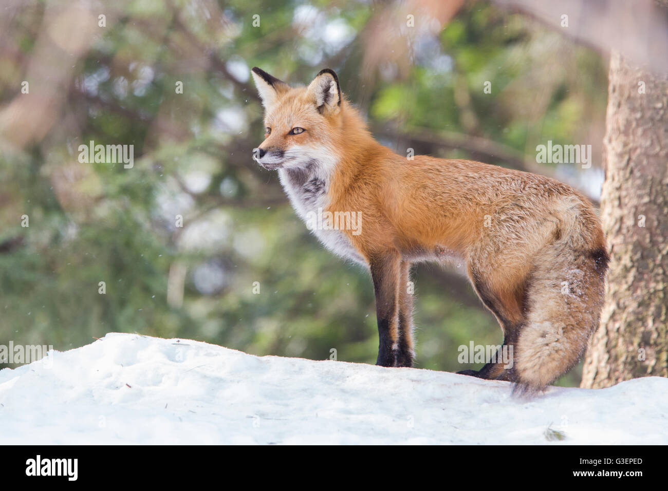 Beautiful female red fox in winter at den Stock Photo - Alamy