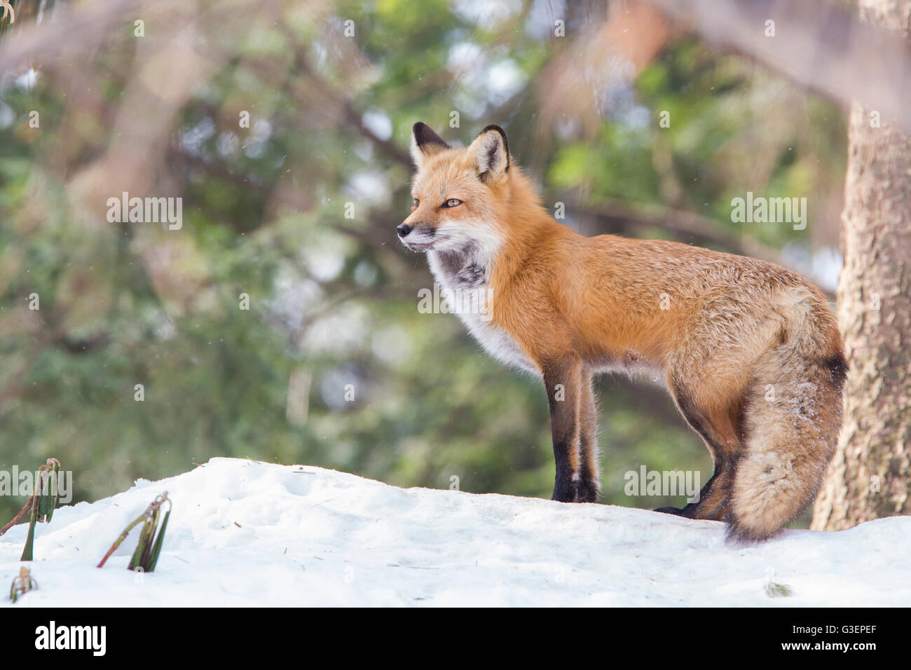 Den hool hi-res stock photography and images - Alamy