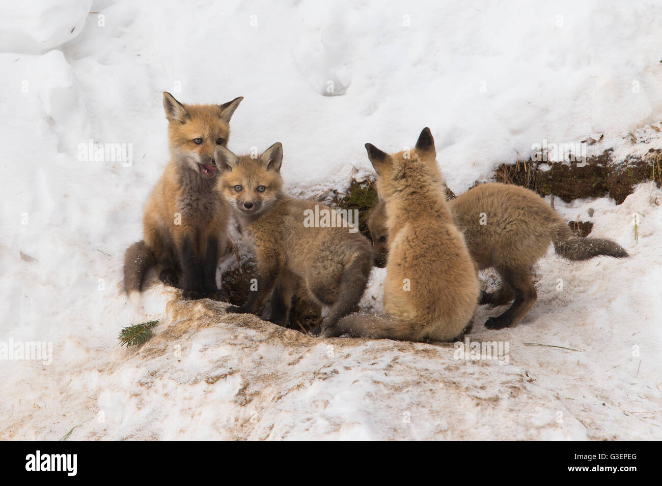 Red fox sleeping in snow hi-res stock photography and images - Alamy