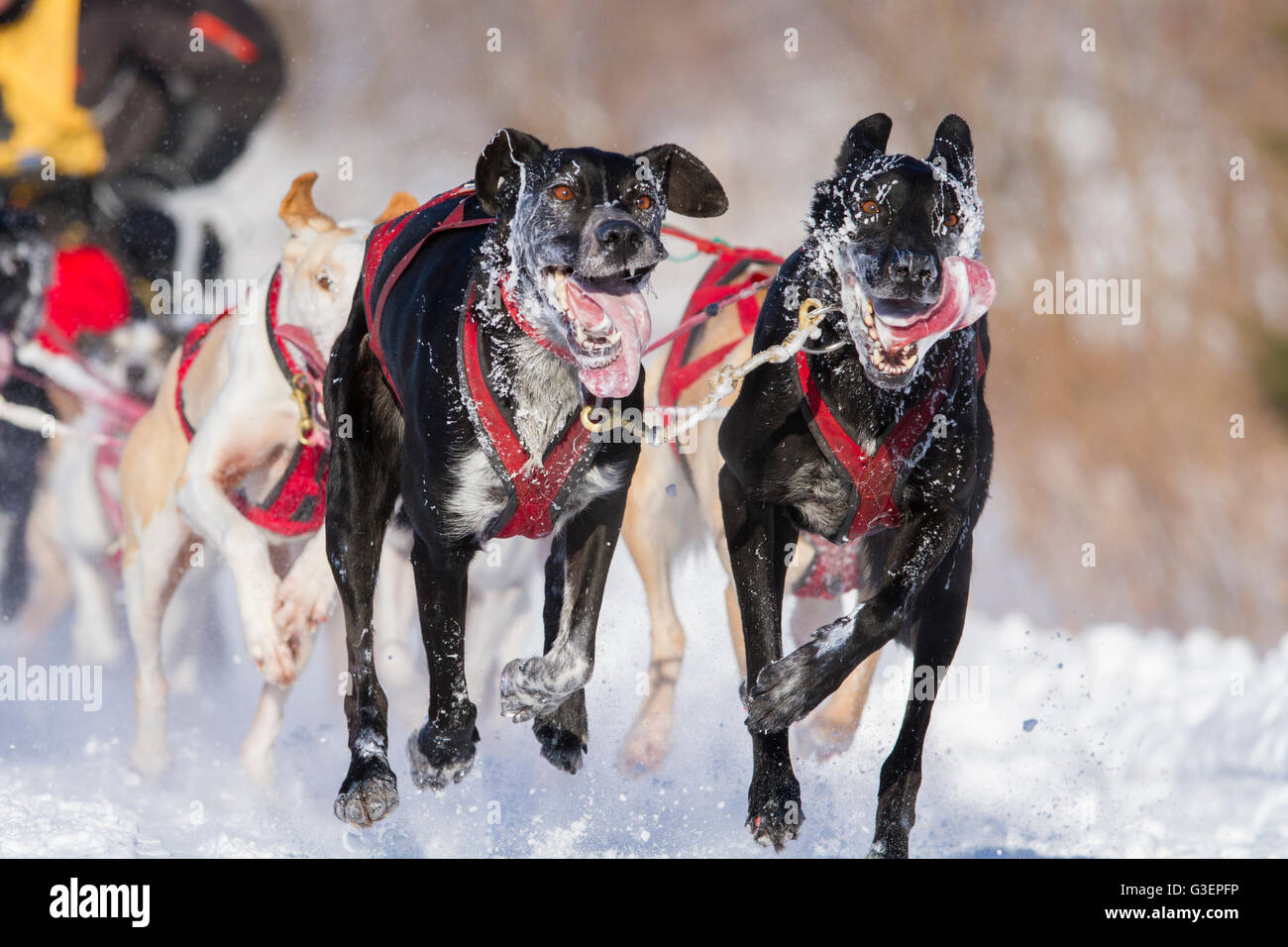 Dog sled race of lanaudiere hi-res stock photography and images - Alamy