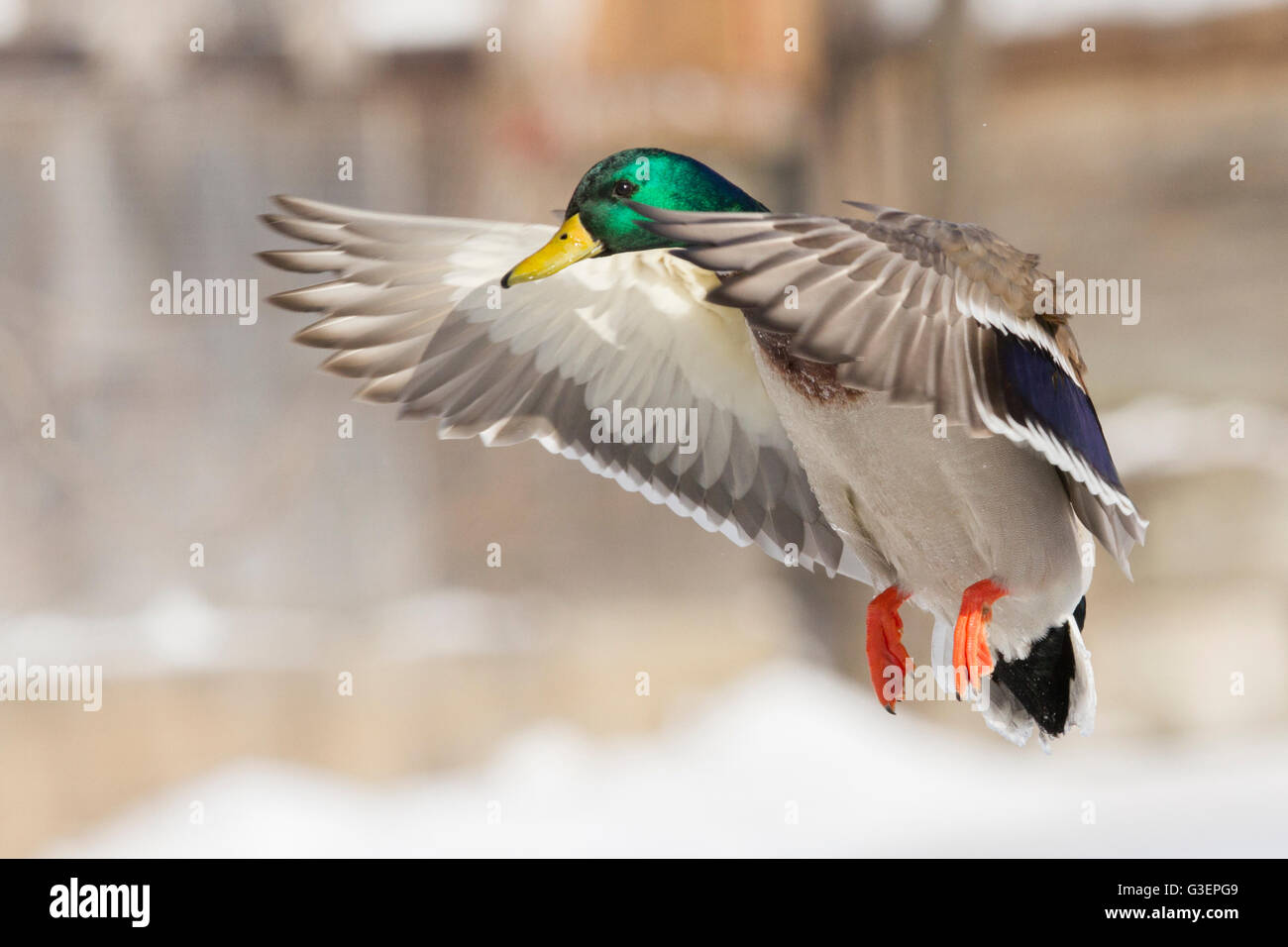 Canadian cold winter hi-res stock photography and images - Alamy