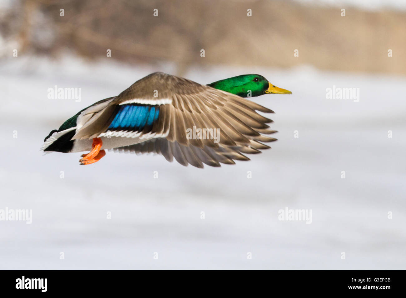 Canadian cold winter hi-res stock photography and images - Alamy