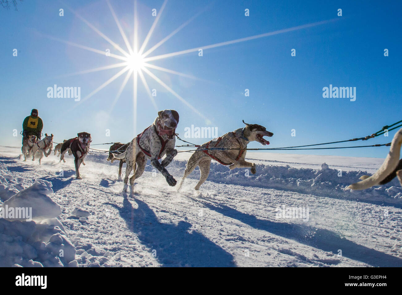 Dog sledding race canada hi-res stock photography and images - Alamy