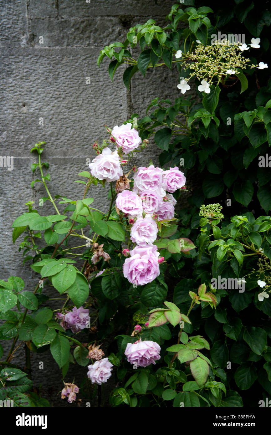 Mauve roses growing up the wall University College Cork – National ...