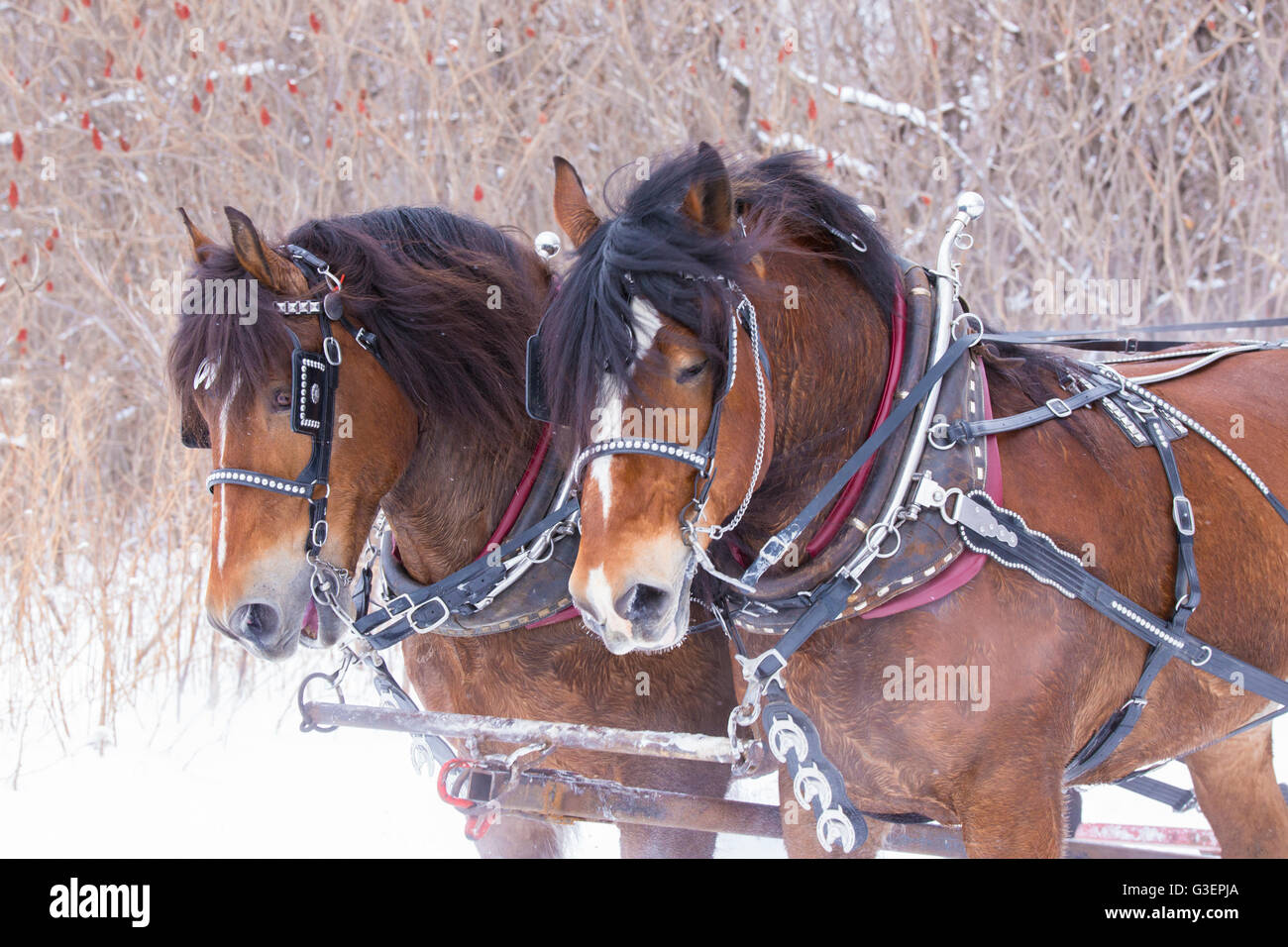 Clydesdale horses hi-res stock photography and images - Alamy
