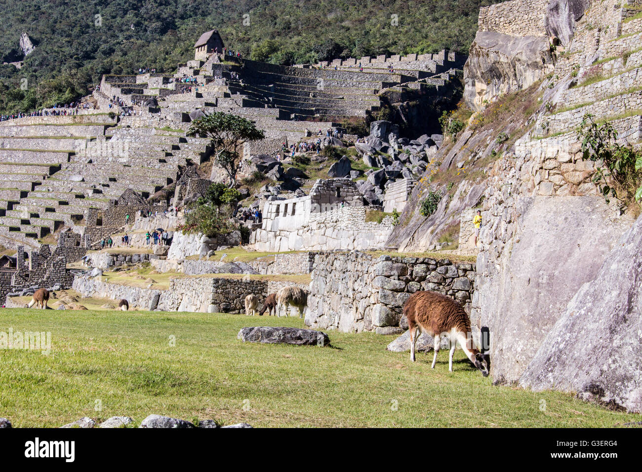 Machu Pichu ruing Stock Photo - Alamy
