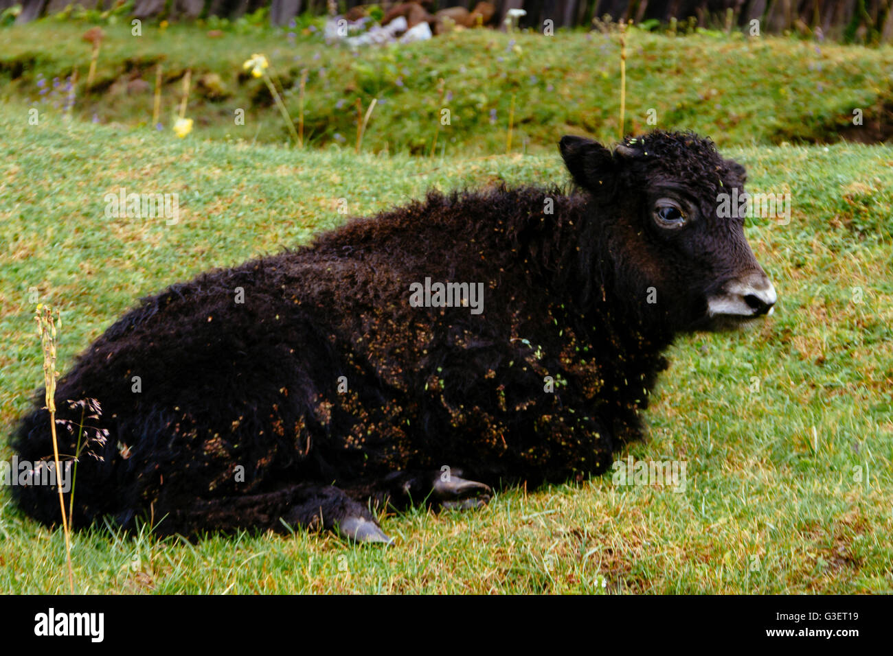 Nyingchi, Tibet, China - The view of a beautiful baby yak sitting on ...
