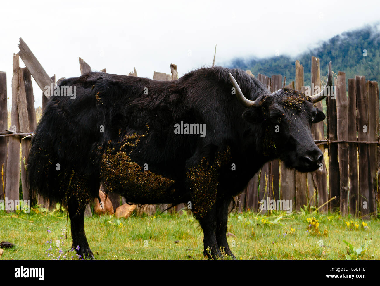 Nyingchi, Tibet, China - The view of a beautiful male yak standing on ...
