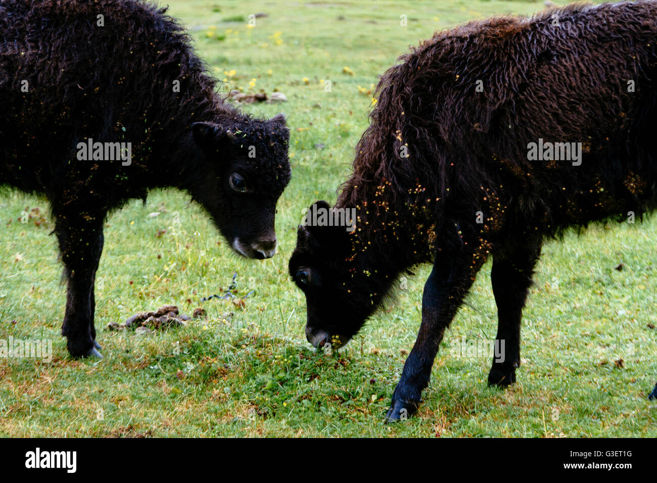 Tibet yak animal hi-res stock photography and images - Alamy