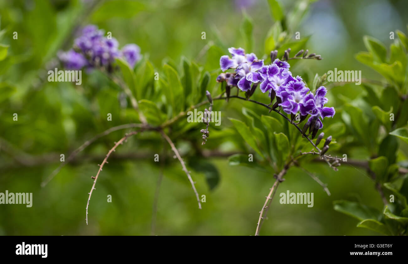 Golden dewdrop plant duranta erecta hi-res stock photography and images ...