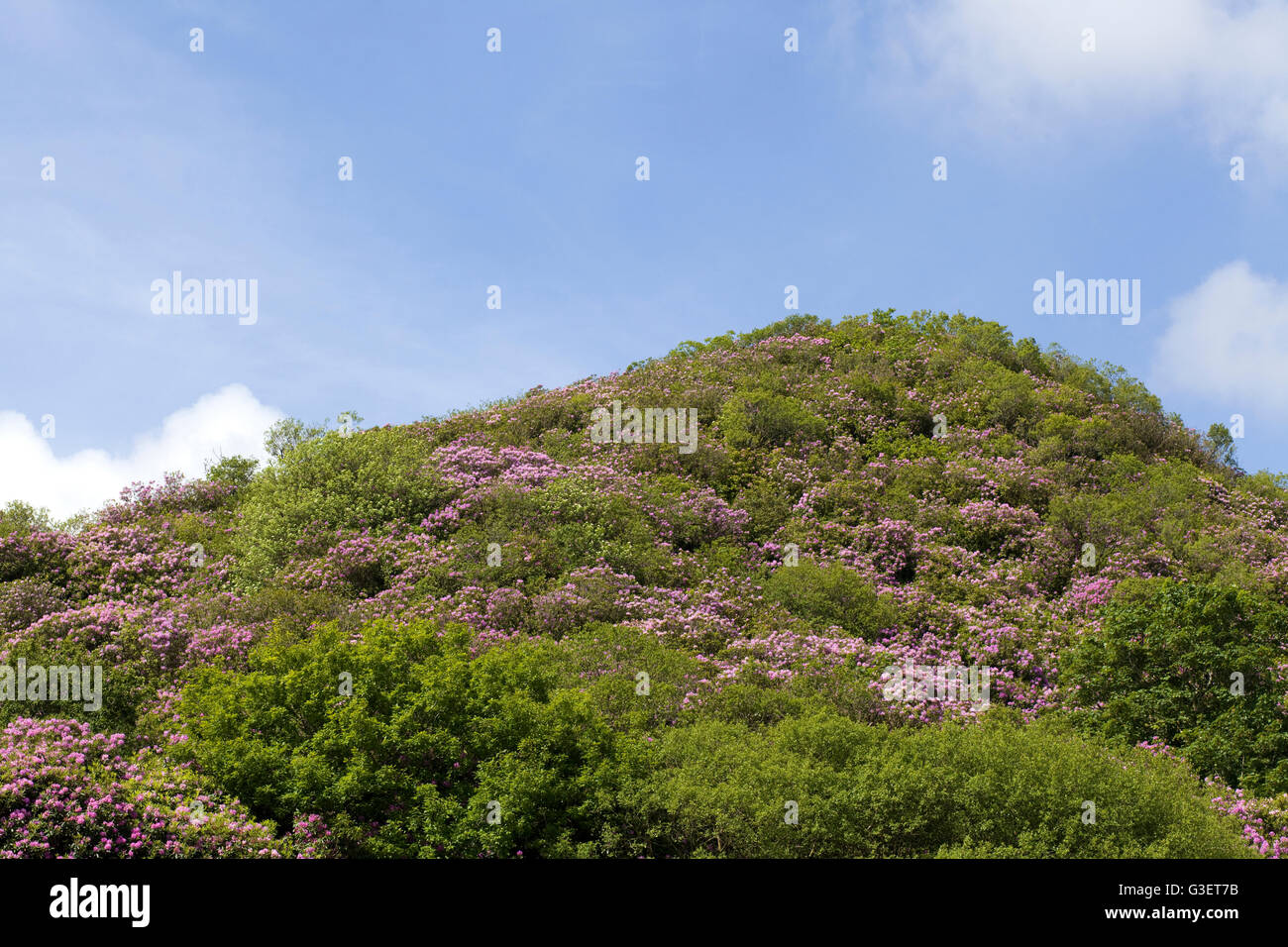 Hills covered with wild flowers hi-res stock photography and images - Alamy