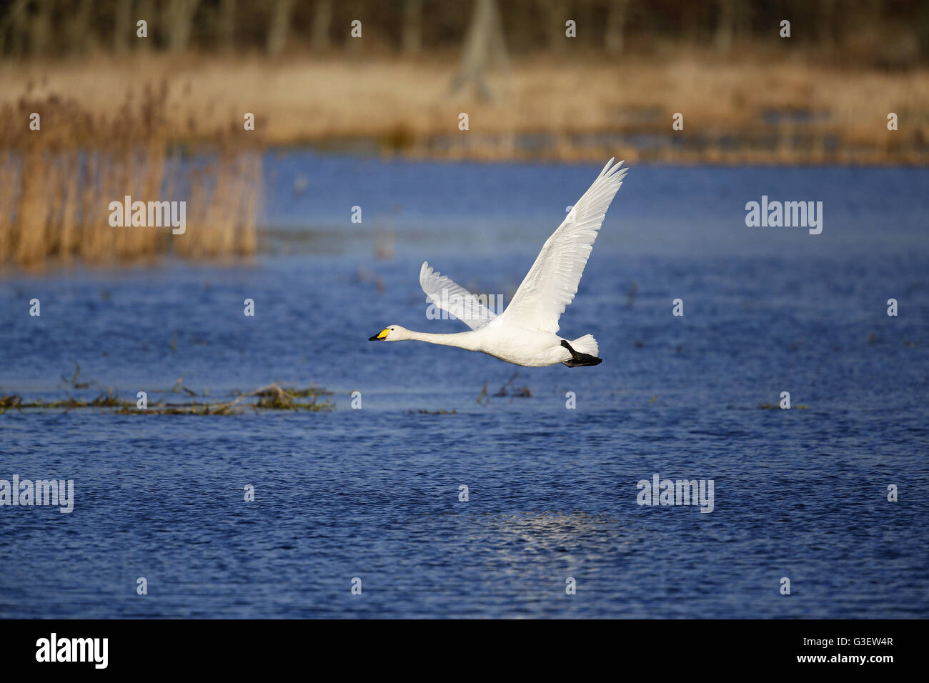 Whooper Swan, Cygnus cygnus, in flight Stock Photo - Alamy