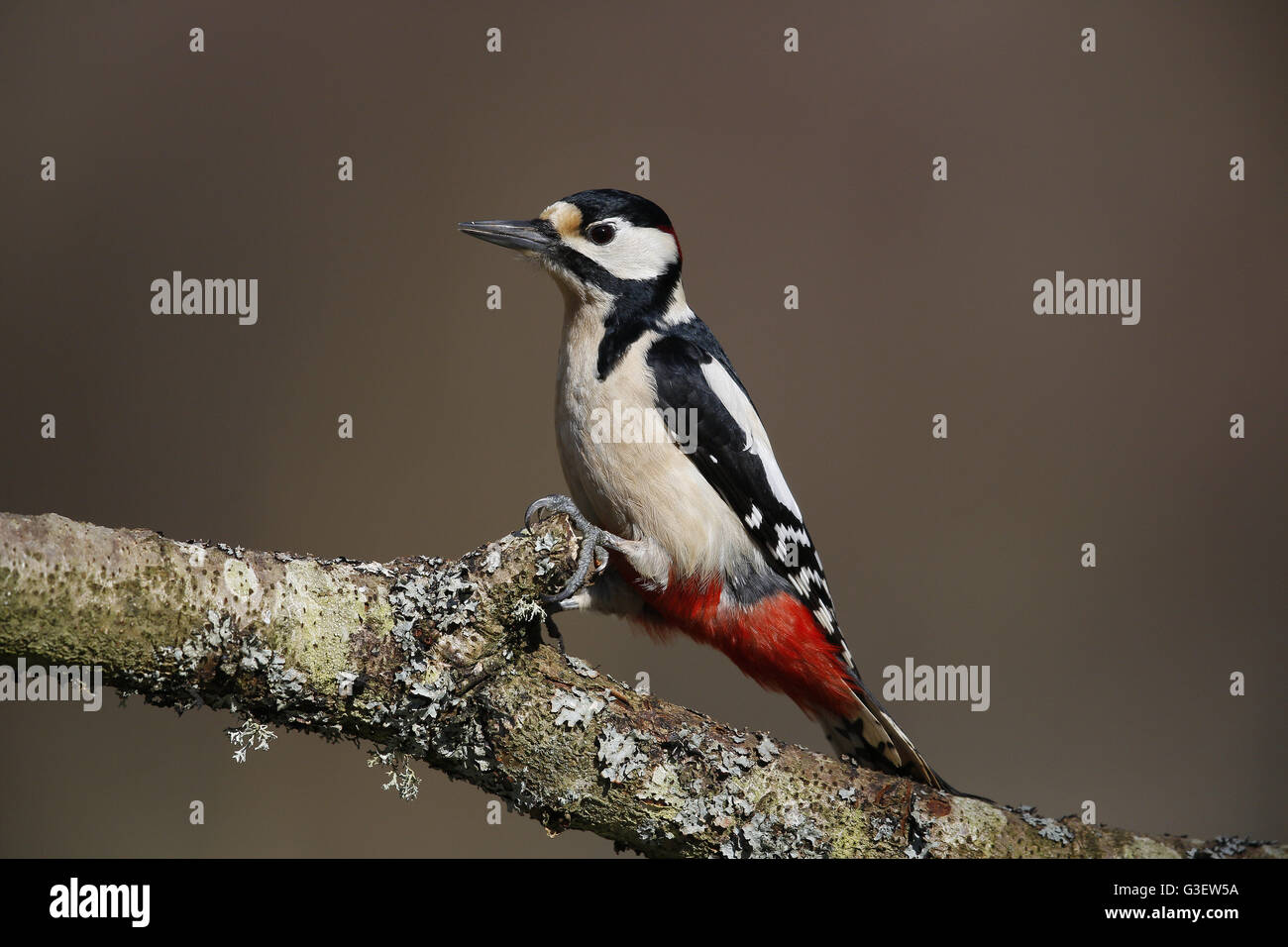 Great Spotted Woodpecker, Dendrocopus major, male Stock Photo - Alamy
