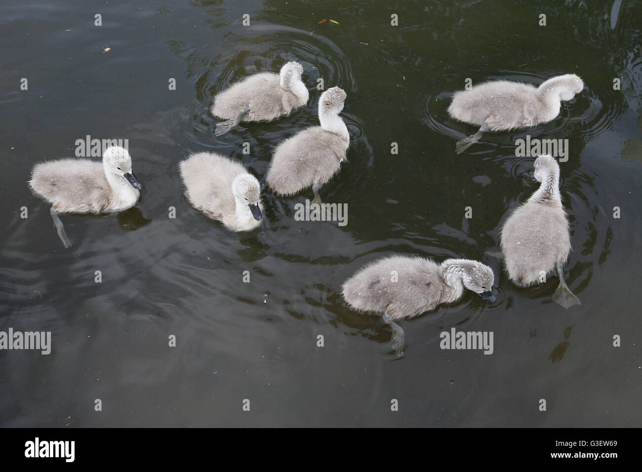 Cygnet ring hi-res stock photography and images - Alamy