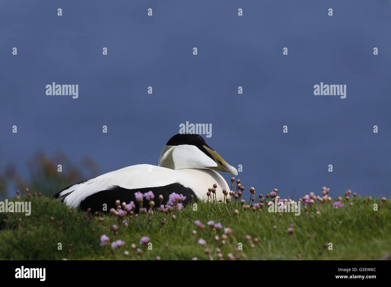 Male roosting hi-res stock photography and images - Alamy