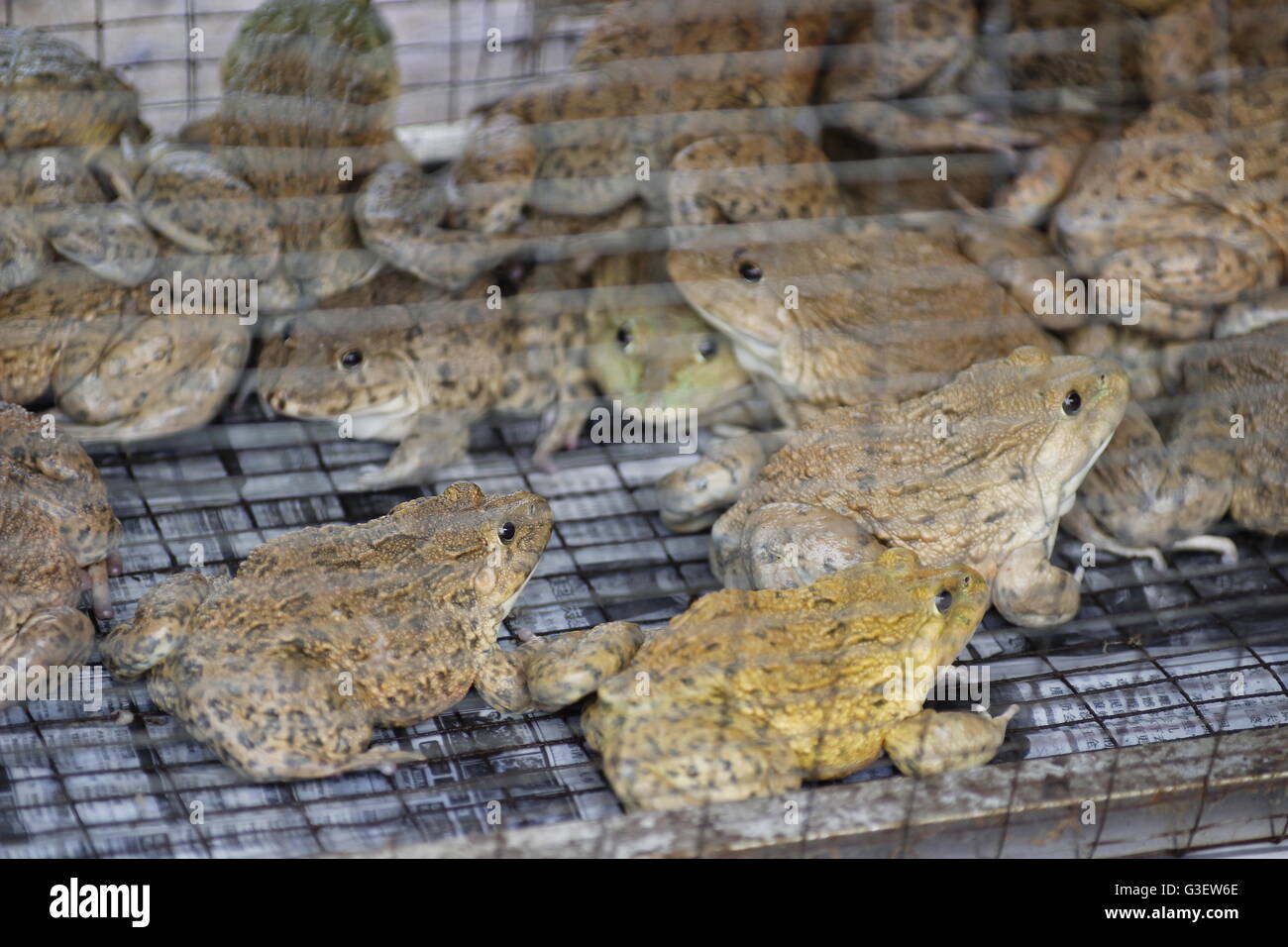 Live cage hi-res stock photography and images - Alamy