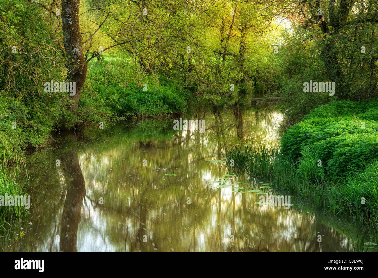Stunning dawn landscape image of river flowing through lush green ...