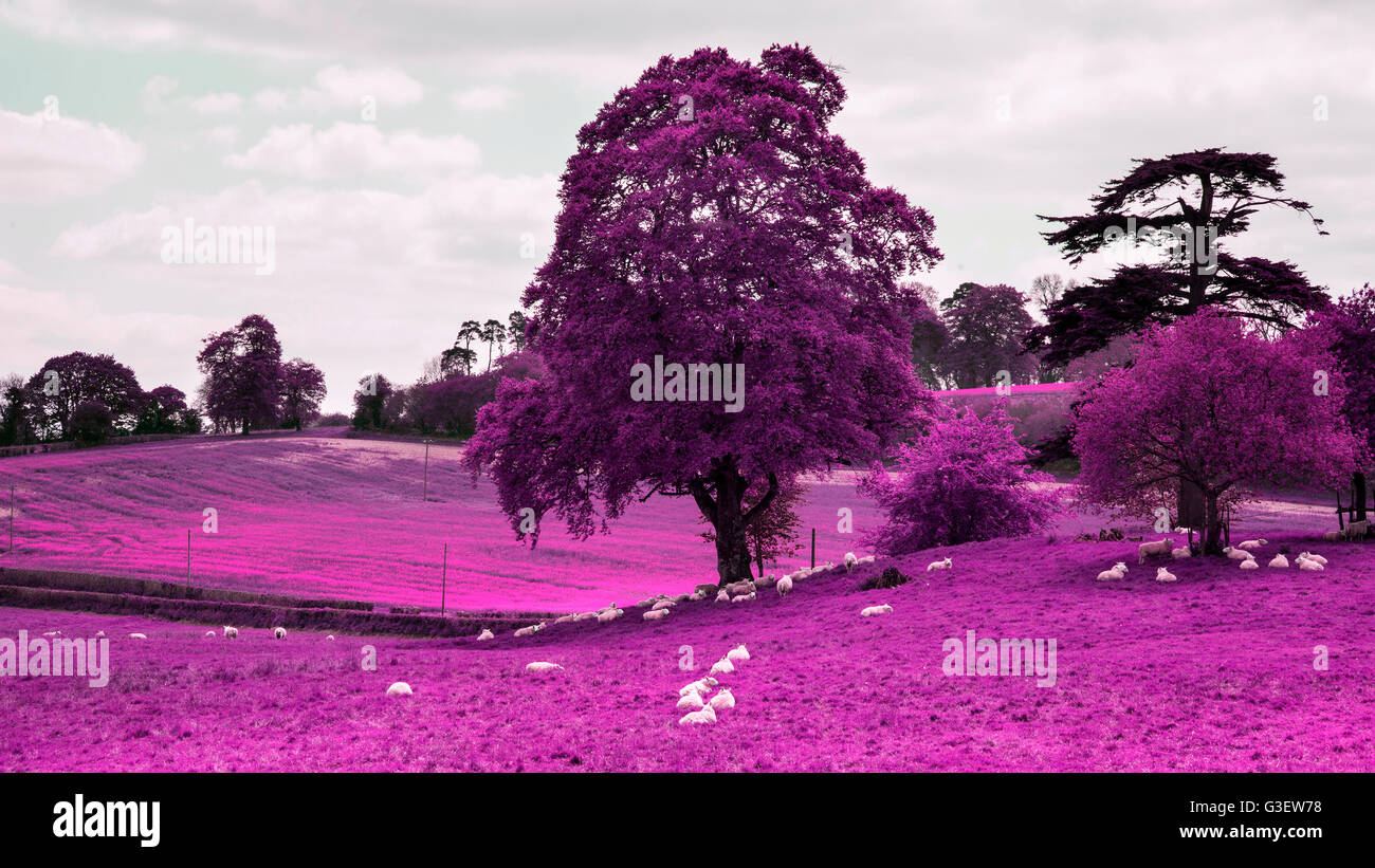 Infra red landscape hi-res stock photography and images - Alamy